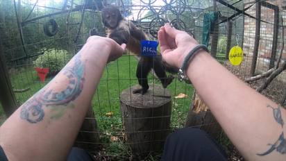 guy does magic trick to monkey