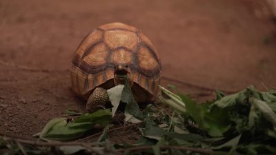 three legged tortoise