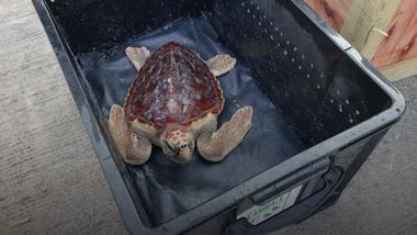 loggerhead turtle uk