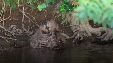 river otter devon